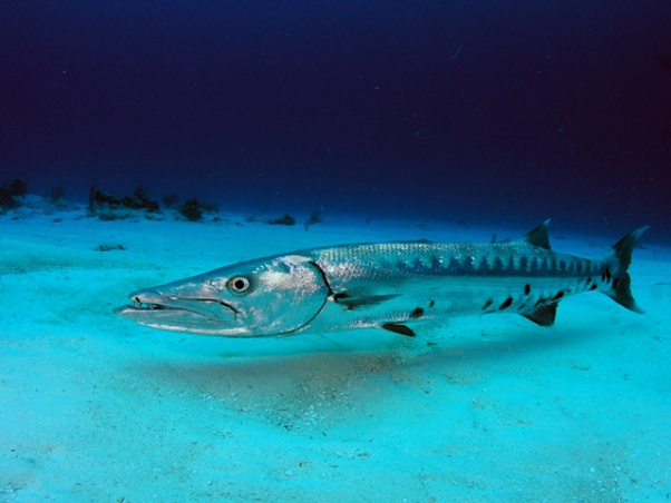 Imagehub: Barracuda fish images HD Free Download