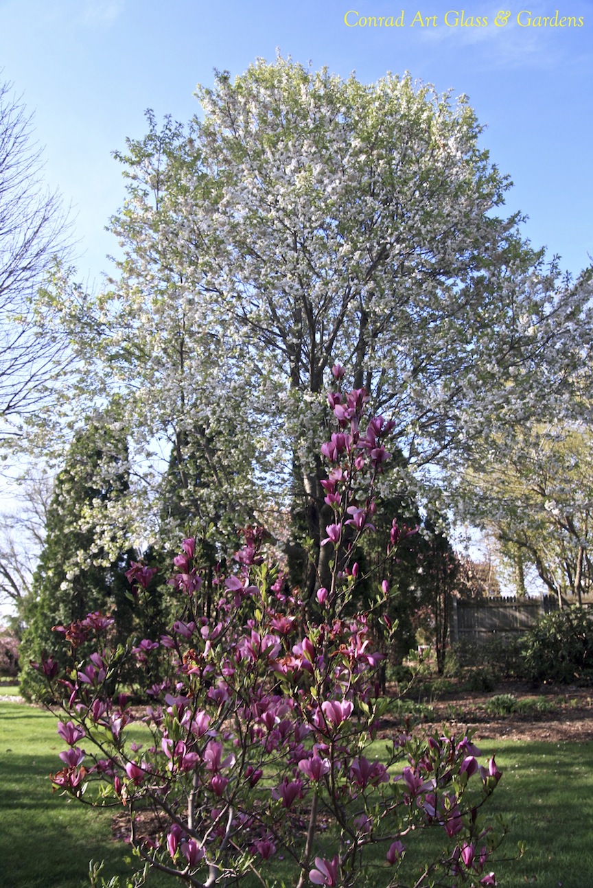 Conrad Art Glass & Gardens: Magnolias