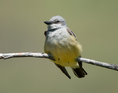 Birds of Different Feathers: Birds of Eastern Washington