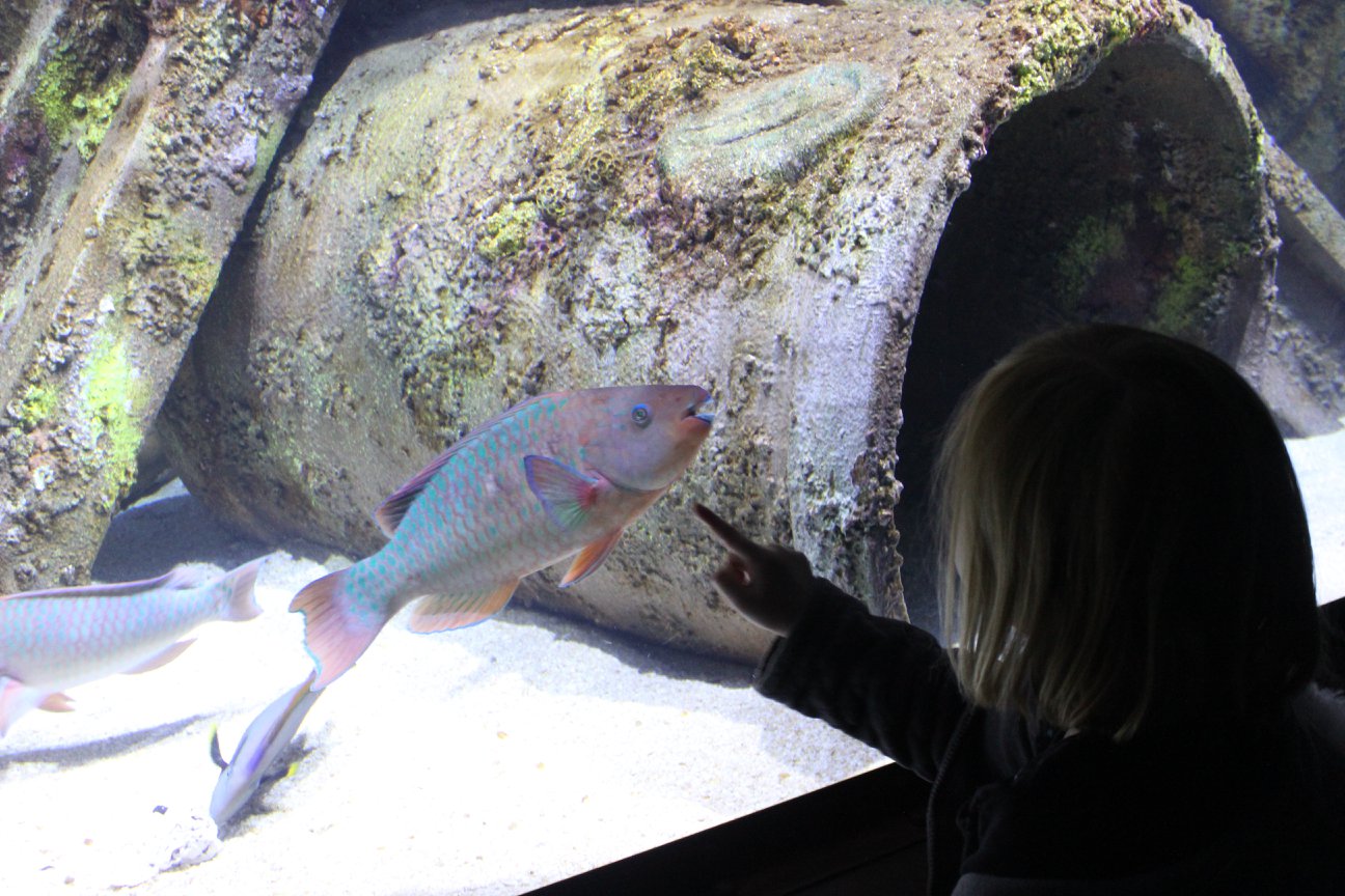 Play St. Louis: Wonders of Wildlife National Museum and Aquarium ...