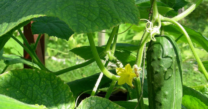 KILIMO BORA CHA MATANGO - Mabusi H.M Agricultural Projects