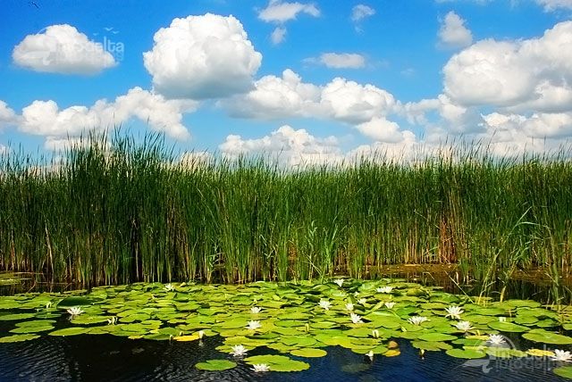 Dunavatu de Jos, vechi sat pescaresc din Delta Dunarii: Unicitatea ...