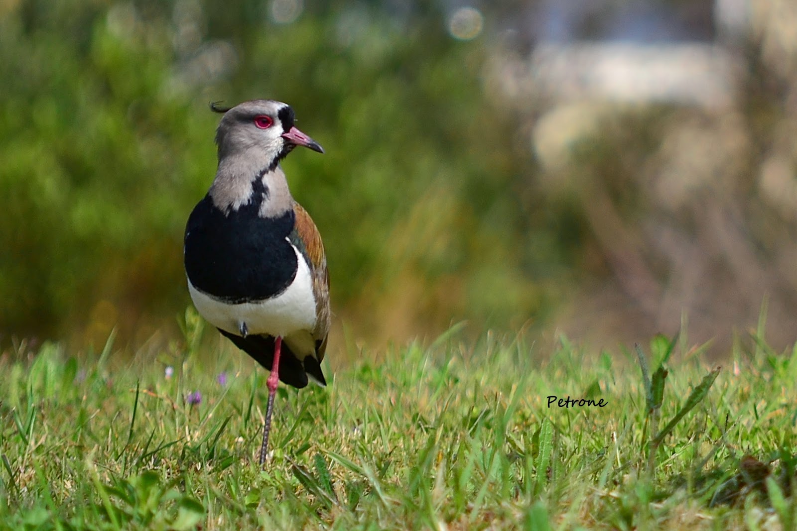 Aves de La Floresta: Tero