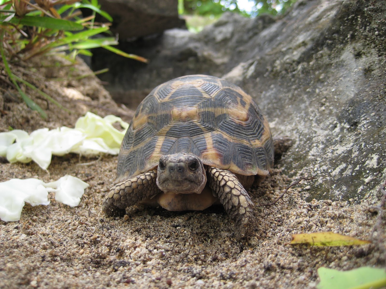 Turtle Pictures: Flat-backed spider tortoise - Pyxis planicauda