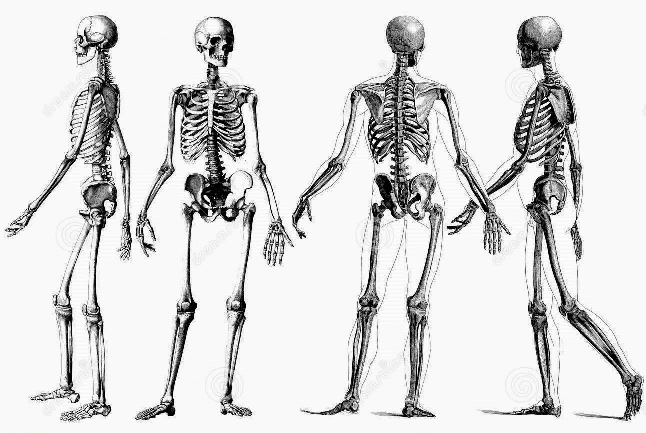 OSTEOLOGÍA: OSTEOLOGÍA