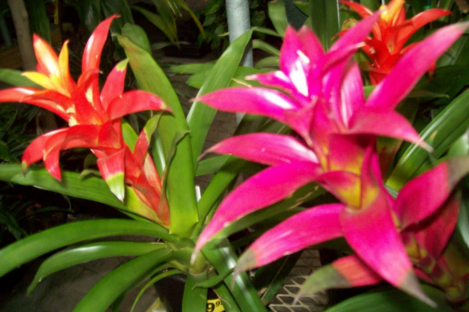 Life in a Deer Yard: BRIGHT COLORED PLANTS