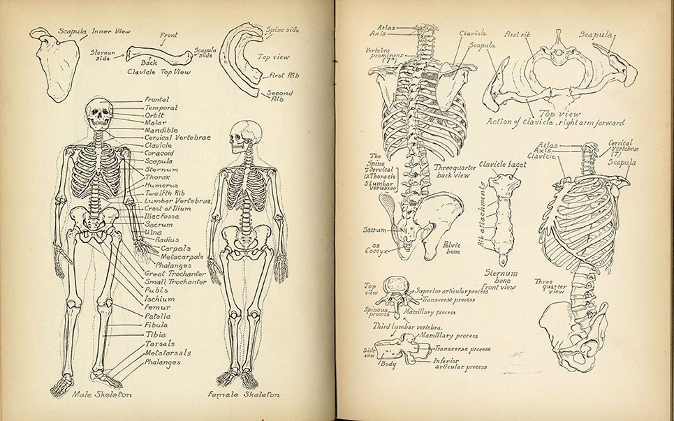 Research of Artistic Anatomy: Victor Perard “ANATOMY AND DRAWING” 1928