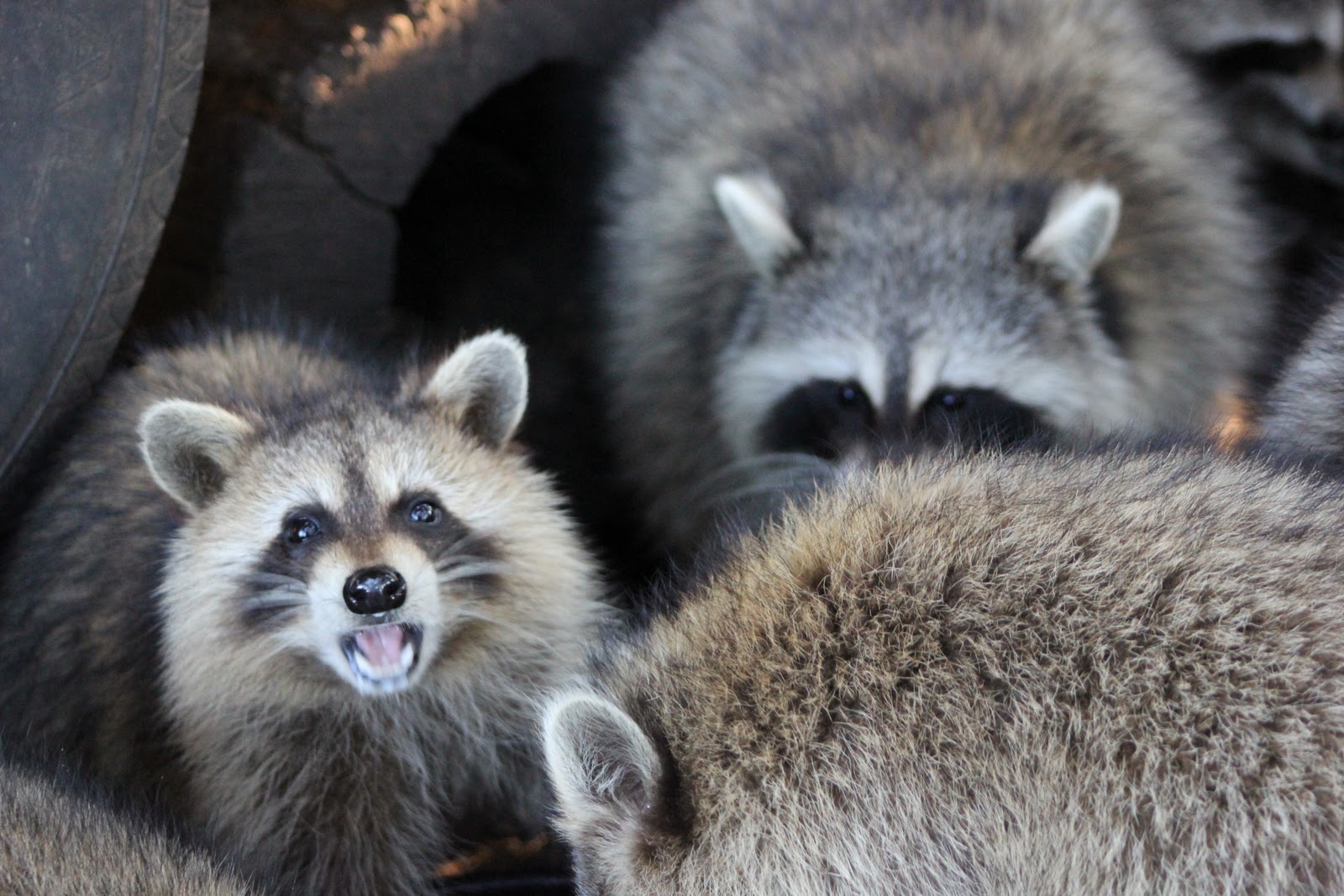 The Laughing Raccoon: The gang.