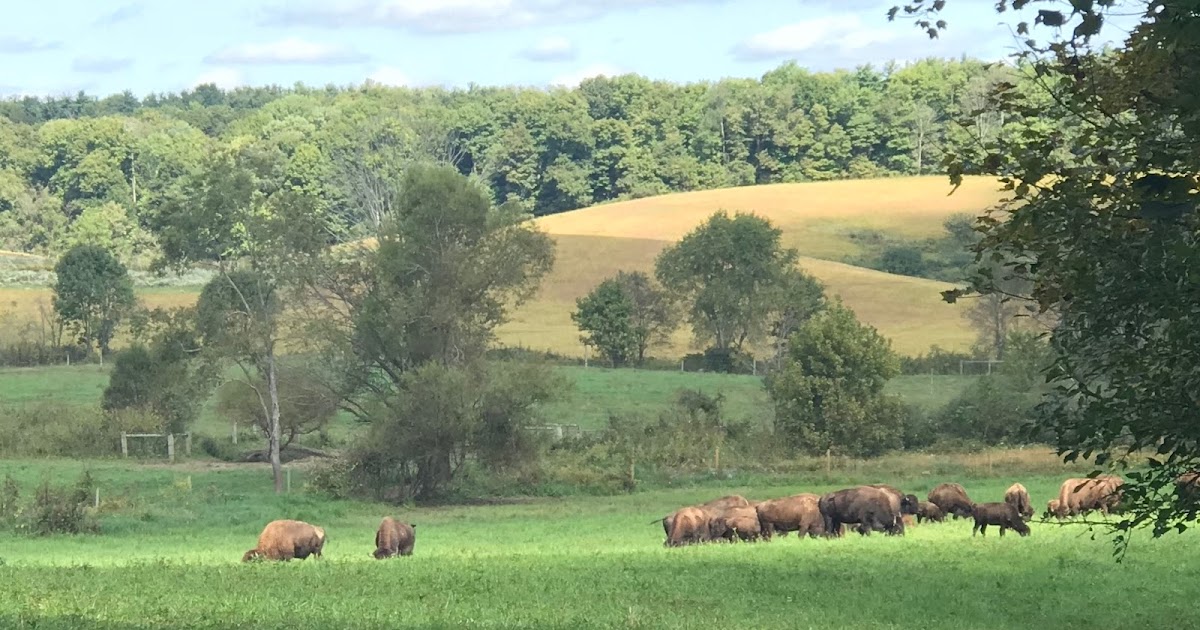 Cherokee Valley Bison Ranch: Home