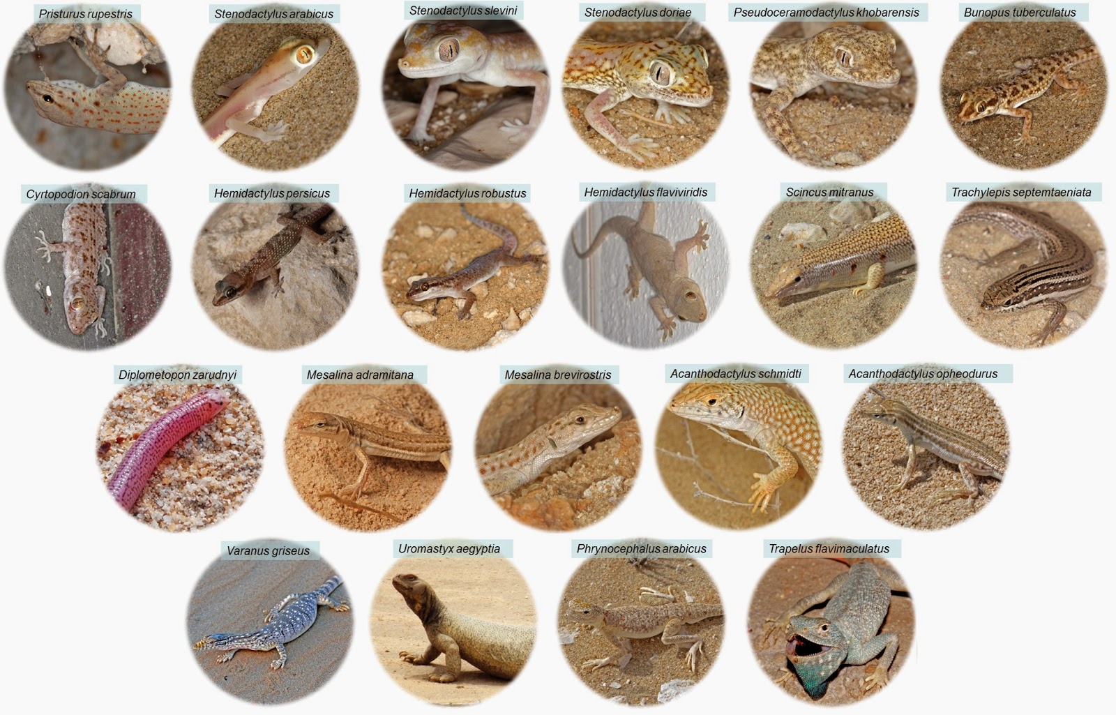 Species New to Science: [Herpetology • 2014] A Preliminary Report on ...