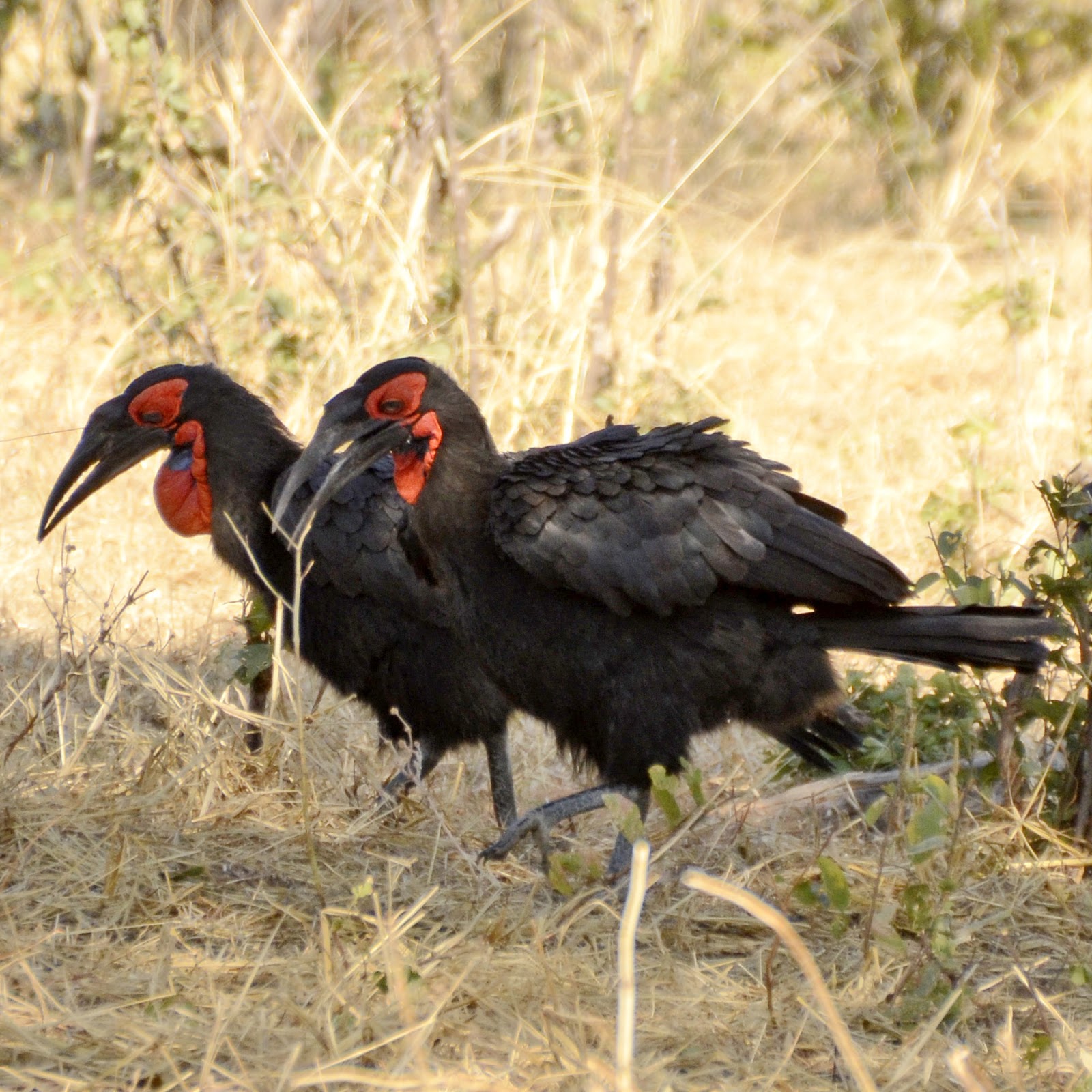 The Nature of Framingham: The Strangest & Most Spectacular Bird Ever ...