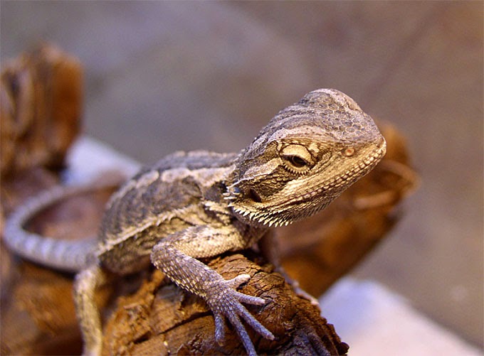 Zwierzaki Madzi: Agama brodata :D