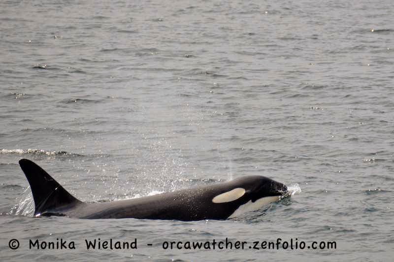 Orca Watcher: August 11th: Half a Superpod