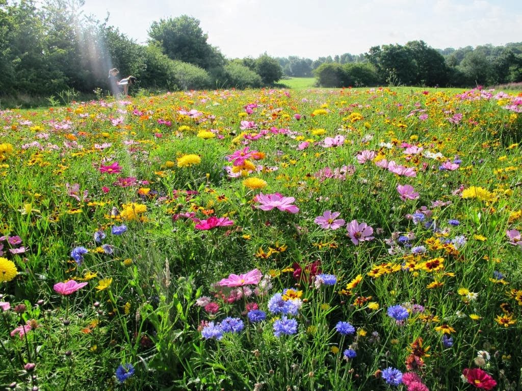 Urban Pollinators: Urban Pollinators Project: Our last field season