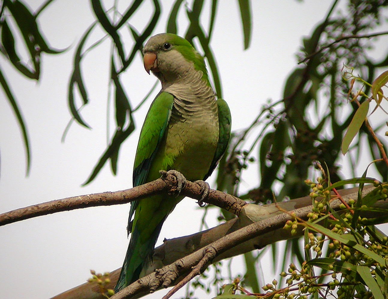 La Finestra de Fidel: Cotorra Argentina (Myiopsitta monachus)