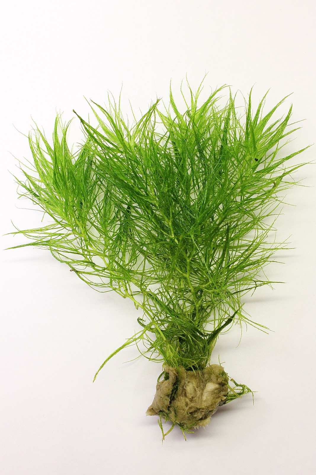 Московский растительный аквариум: Наяды (Najas)