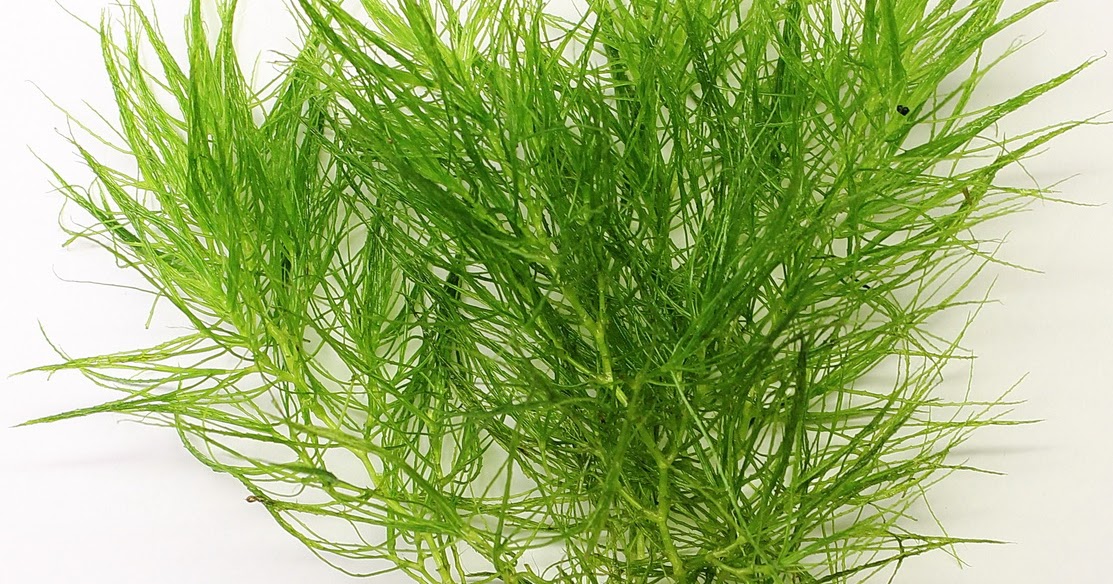 Московский растительный аквариум: Наяды (Najas)