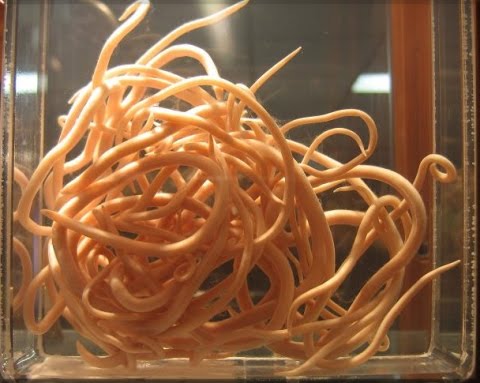 Obesity in China: Nursing Perspectives: The Roundworm Diet?