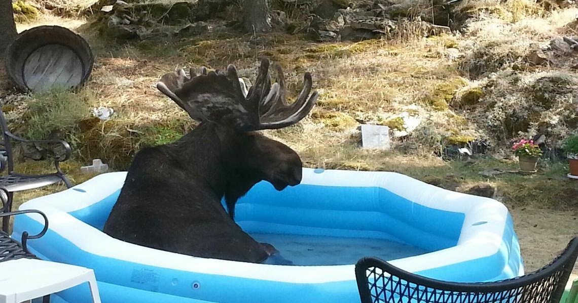 White Wolf : Amazing Moment A Canadian Moose Chilling in an Inflatable ...