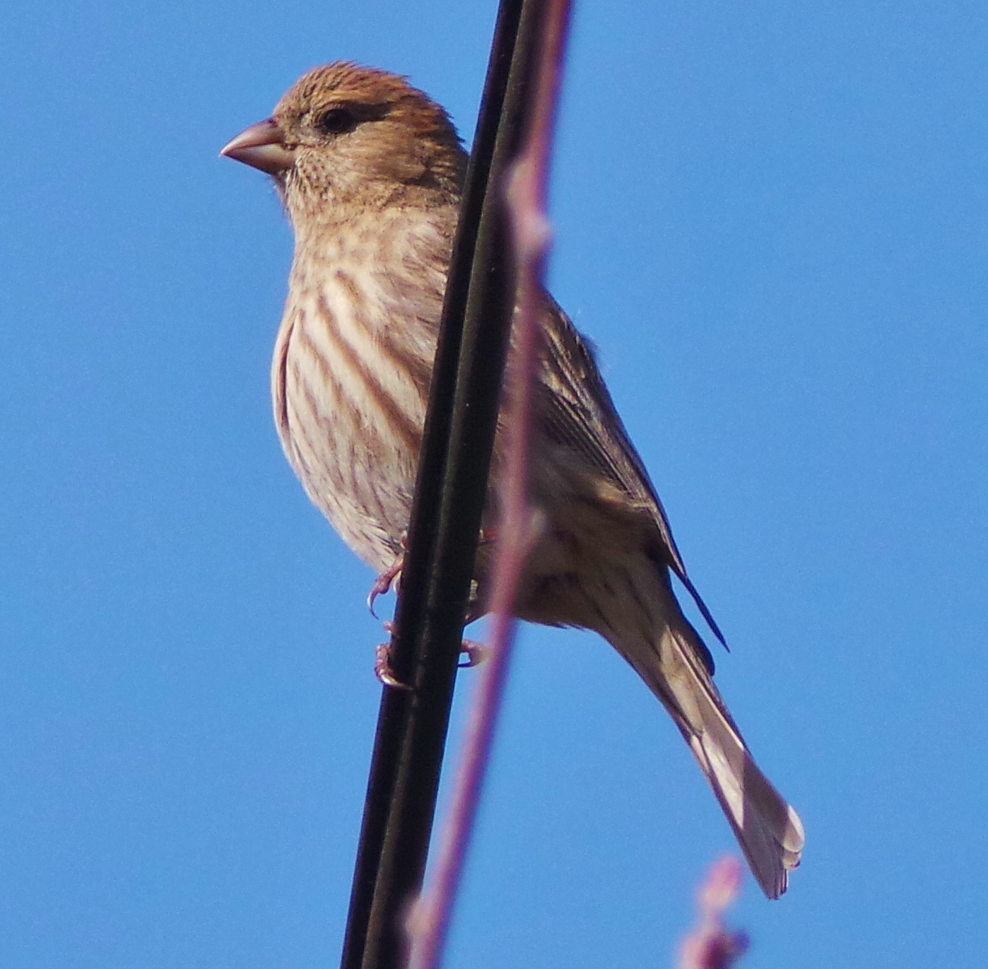 Berkeley Backyard Bird Blog: Mountain Talks Lecture: "Extraordinary ...