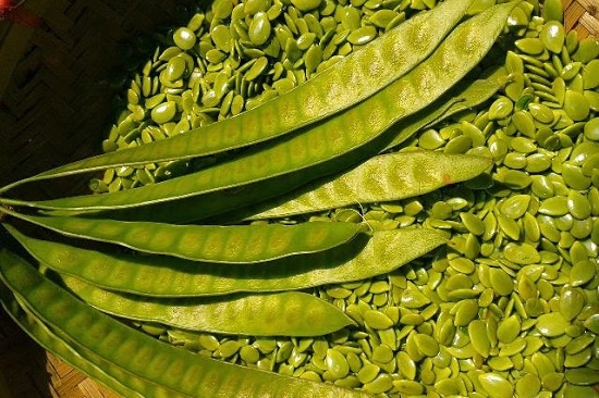 Cara Mudah Menanam Lamtoro Berserta Klasifikasinya - slosa