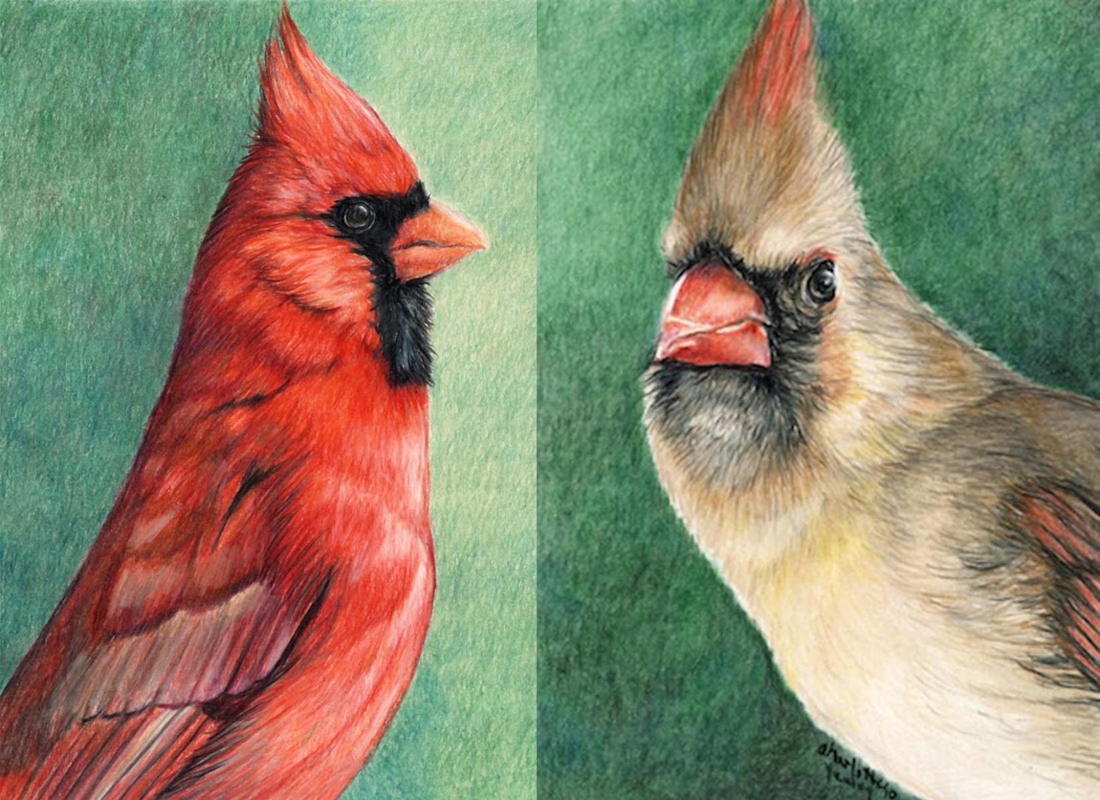 Art by Charlotte Yealey: Colored Pencil Cardinals
