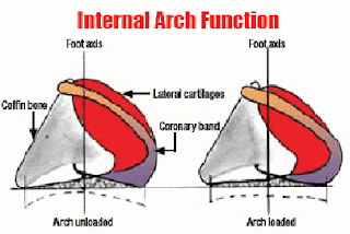 The Perfect Hoof: Immobilization or Stabilization?