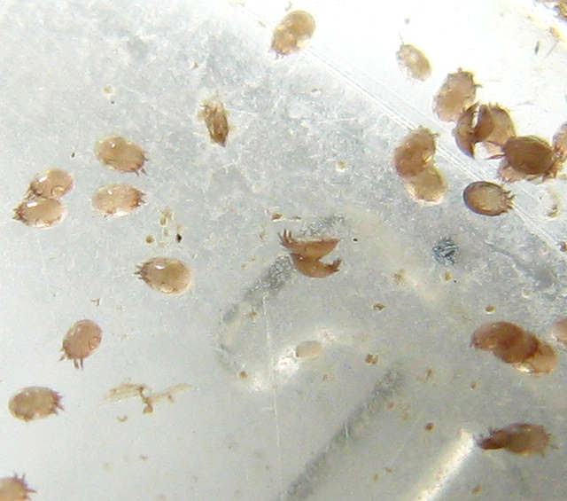 Photos and Info on Ants and Termites of Malaysia: Commensalism ...