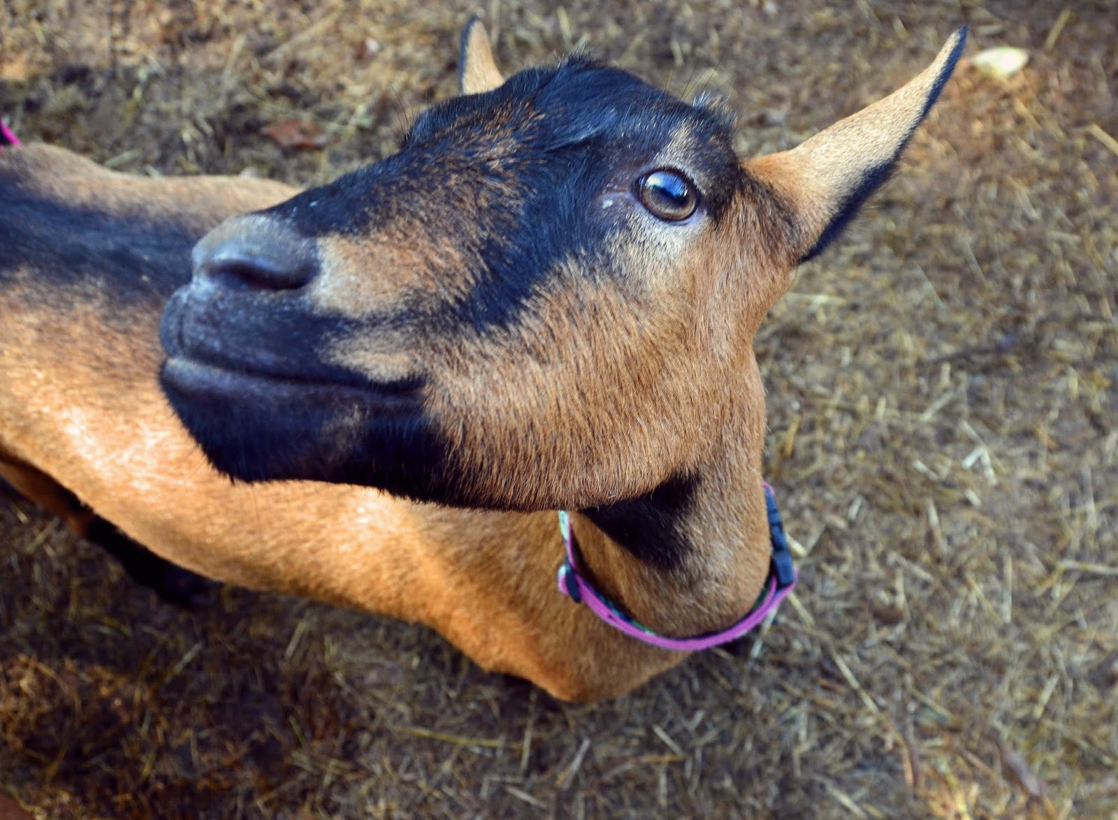 Butterscotch Farm: Breed Profile #8: Oberhasli Goats