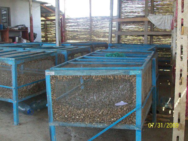 Ferme Kermilli Kavaje-Albania: Kultivimi i kermillit