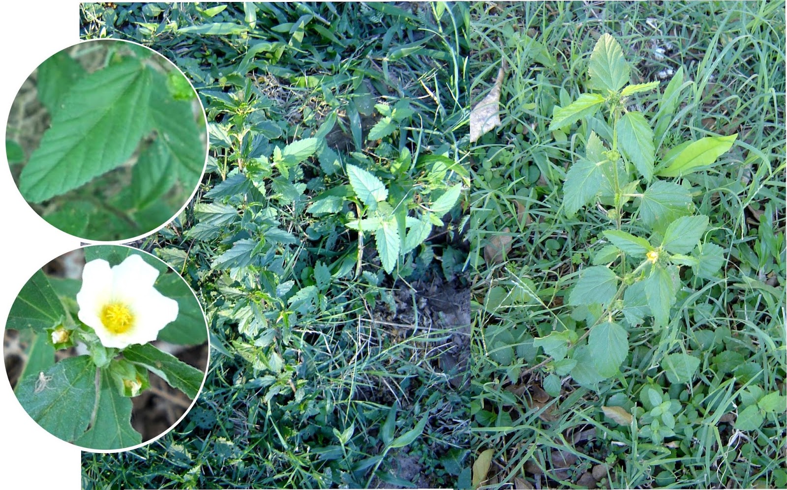 v e r d e c h a c o: Escoba Dura / Afata