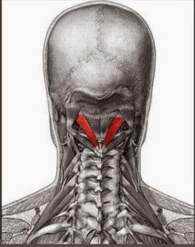 A fondo: La cabeza y la columna vertebral: MÚSCULOS POSTERIORES DEL ...