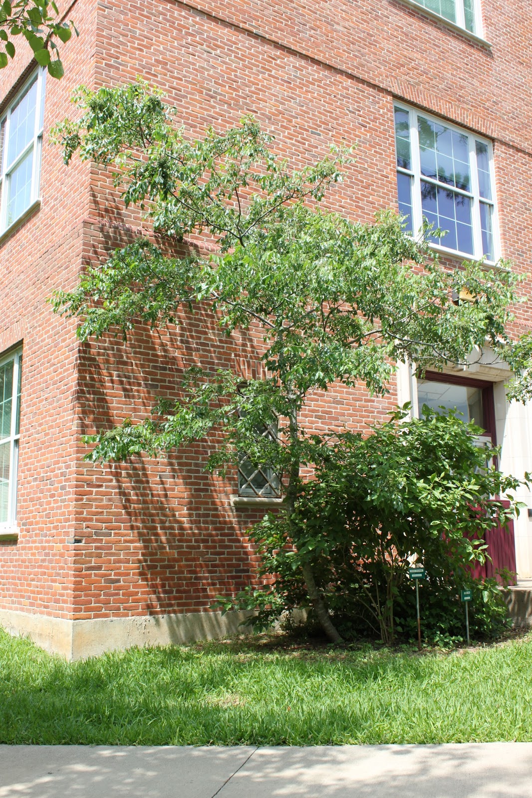 Centenary College Arboretum: Tree of the Week: Toothache Tree ...