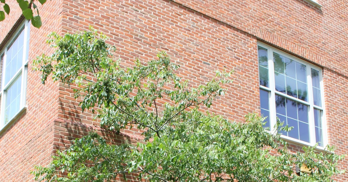 Centenary College Arboretum: Tree of the Week: Toothache Tree ...