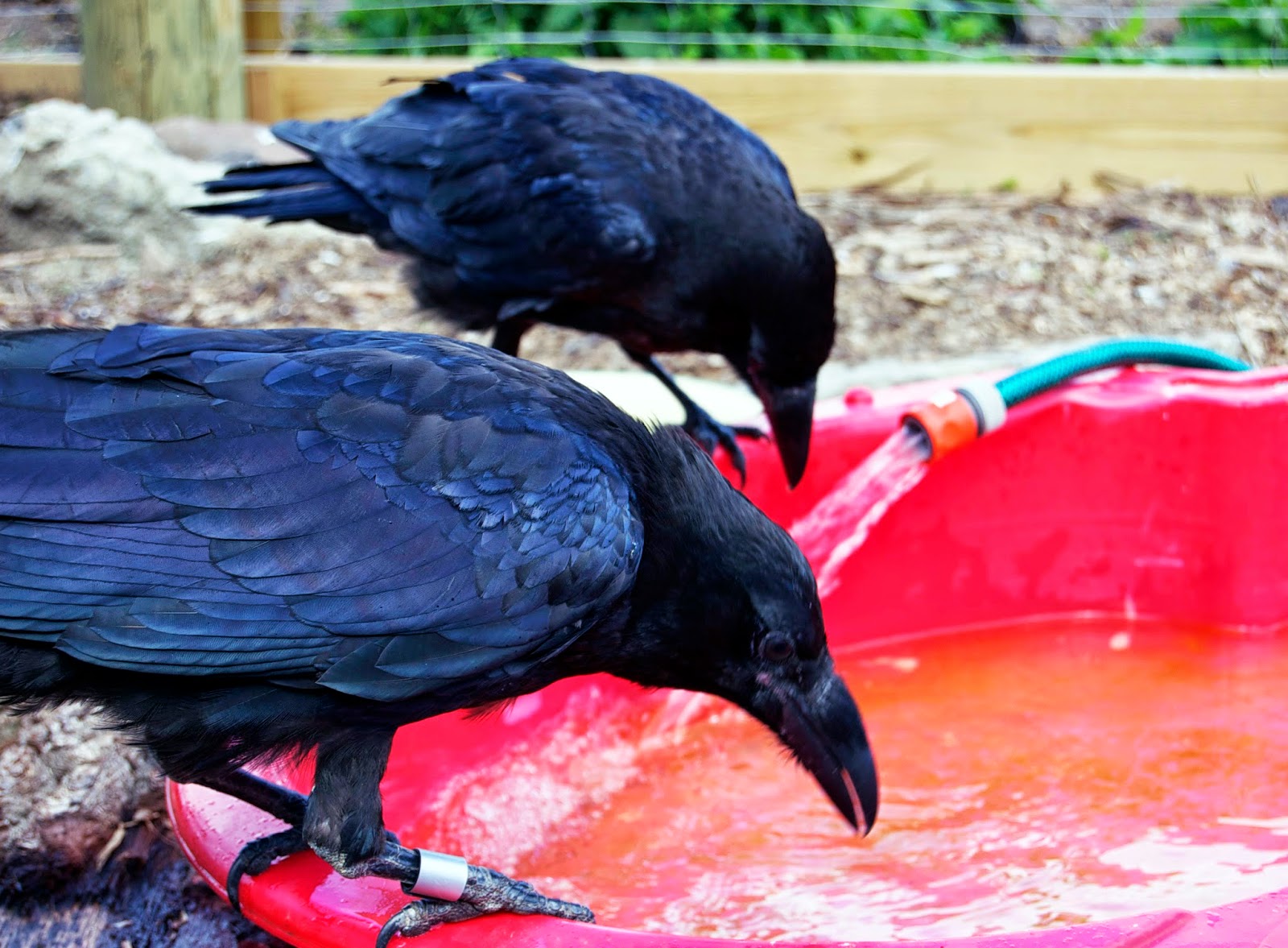 Korpgluggen: Beautiful ravens
