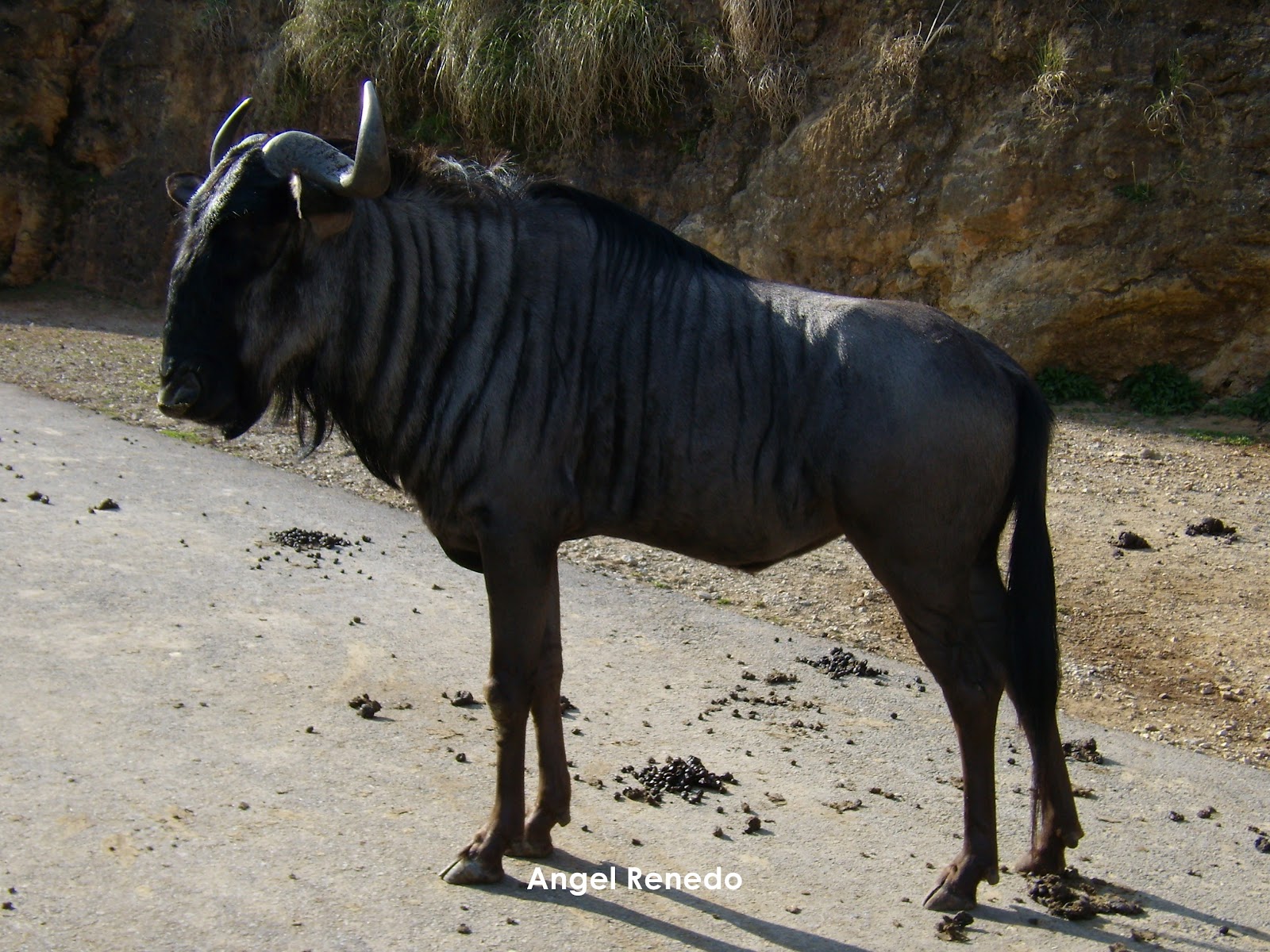 CANTABRIA, FOTOGRAFIA VIVA: Ñu Azul