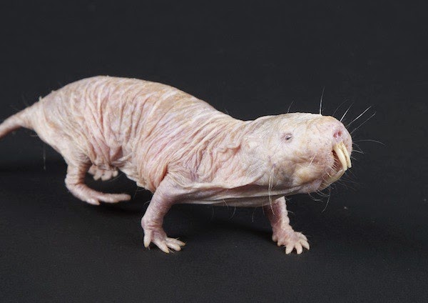LB - Legião Dos Bronus: 7 dos animais mais feios do mundo