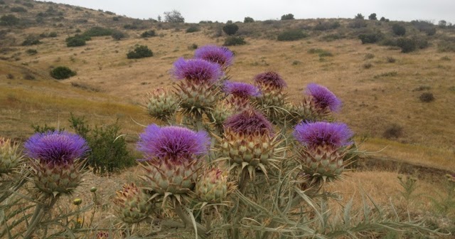Caroline Gerardo : Invasive Thistle