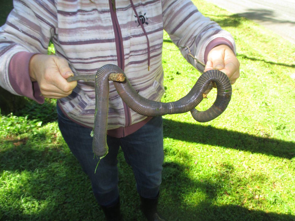 Ultimas Curiosidades: Cobra ou verme? Minhoca gigante da Austrália ...