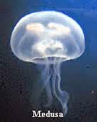 Bio blog: Las esponjas y celenterados