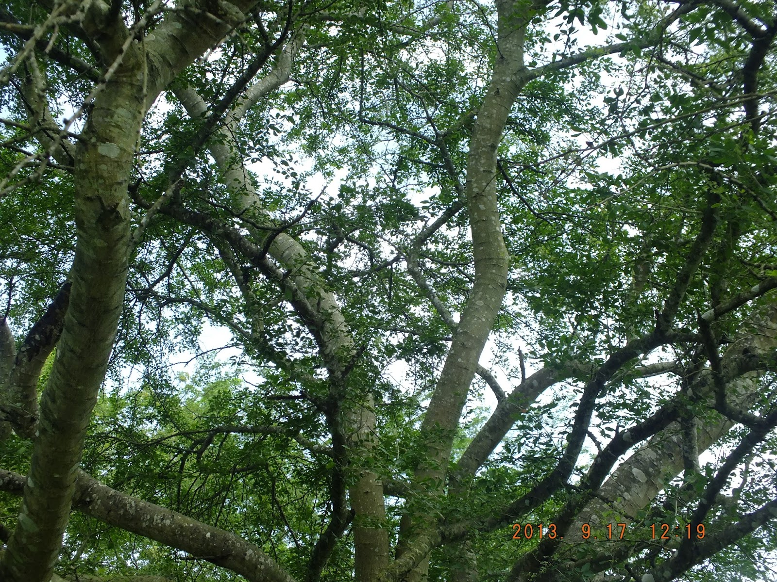 Photography with Dr. Ernie.: A very thorny tree