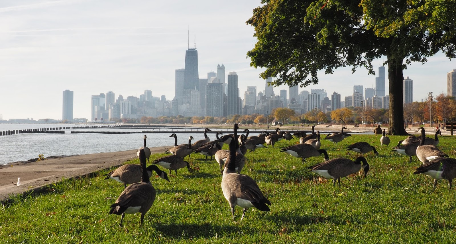 TravelSkite: Second City stars