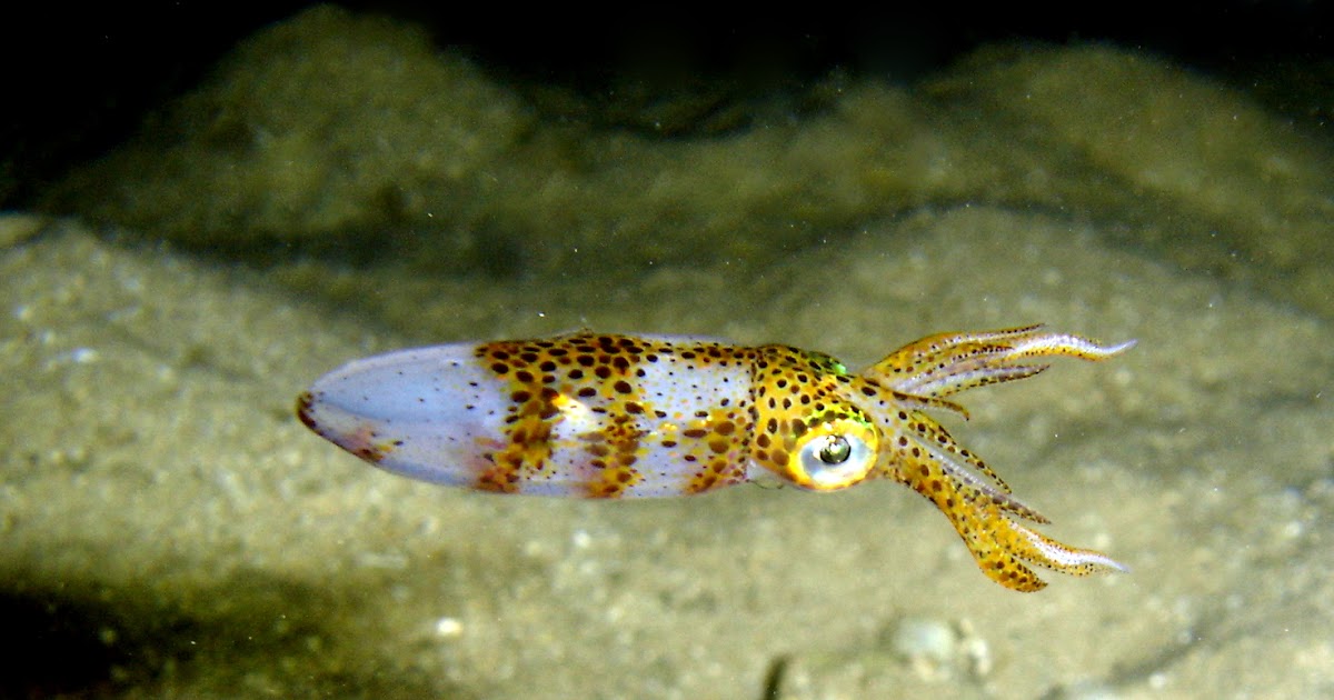 Real Monstrosities: Pygmy Squid
