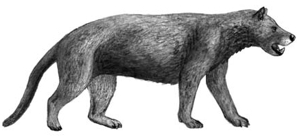 d20 Despot: Monster Monday: Amphicyon, Prehistoric Bear-Dog