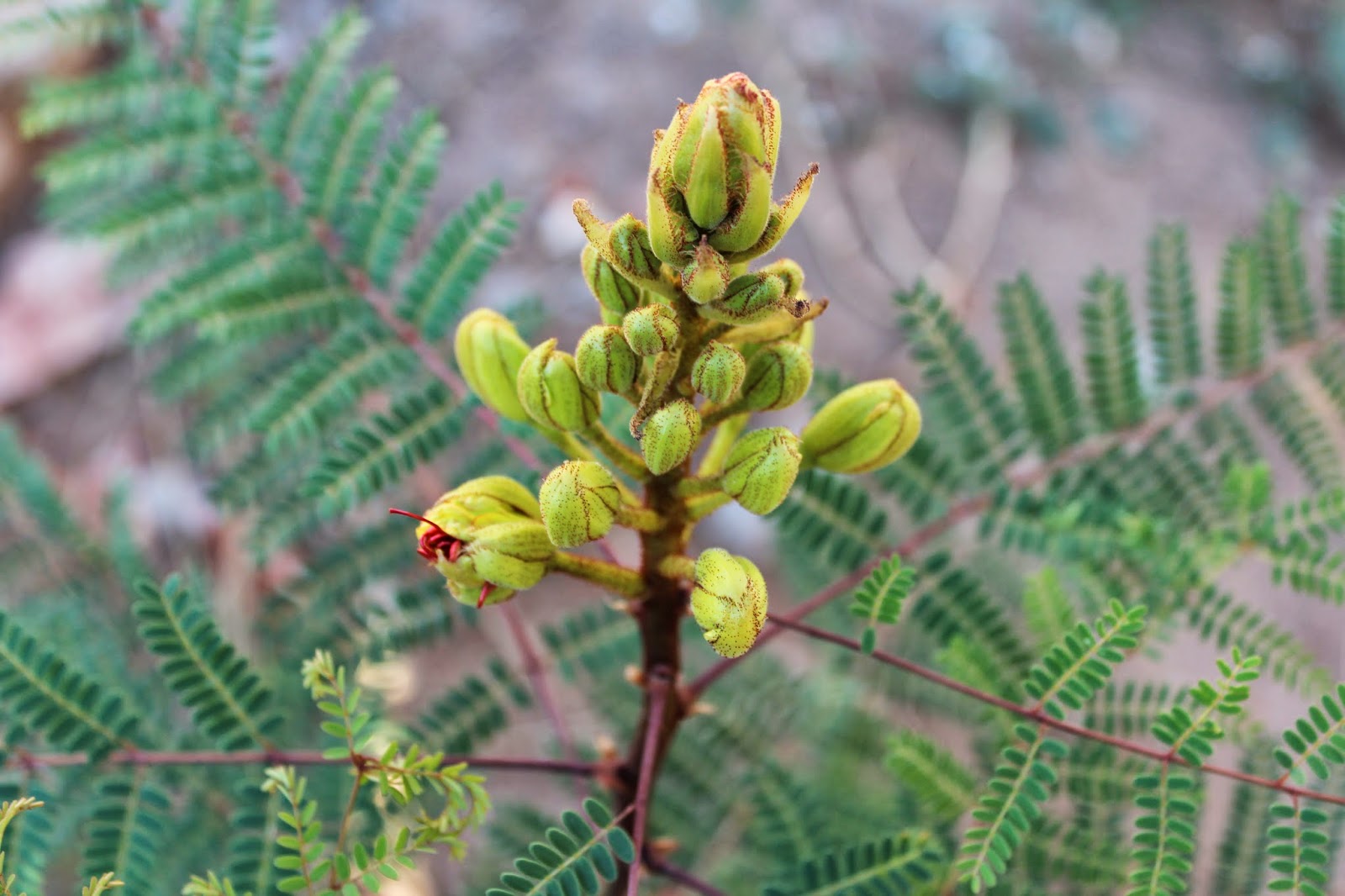 Perfumes y luces de Extremadura: Barba de chivo, Caesalpinia gilliesii.