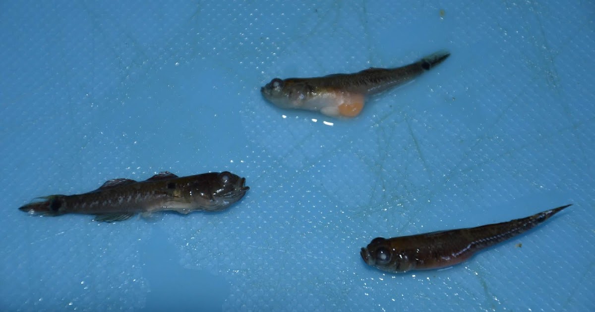 Oppdag Fisk!: Tangkutling/Two-Spotted Goby/Gobiusculus Flavescens ...