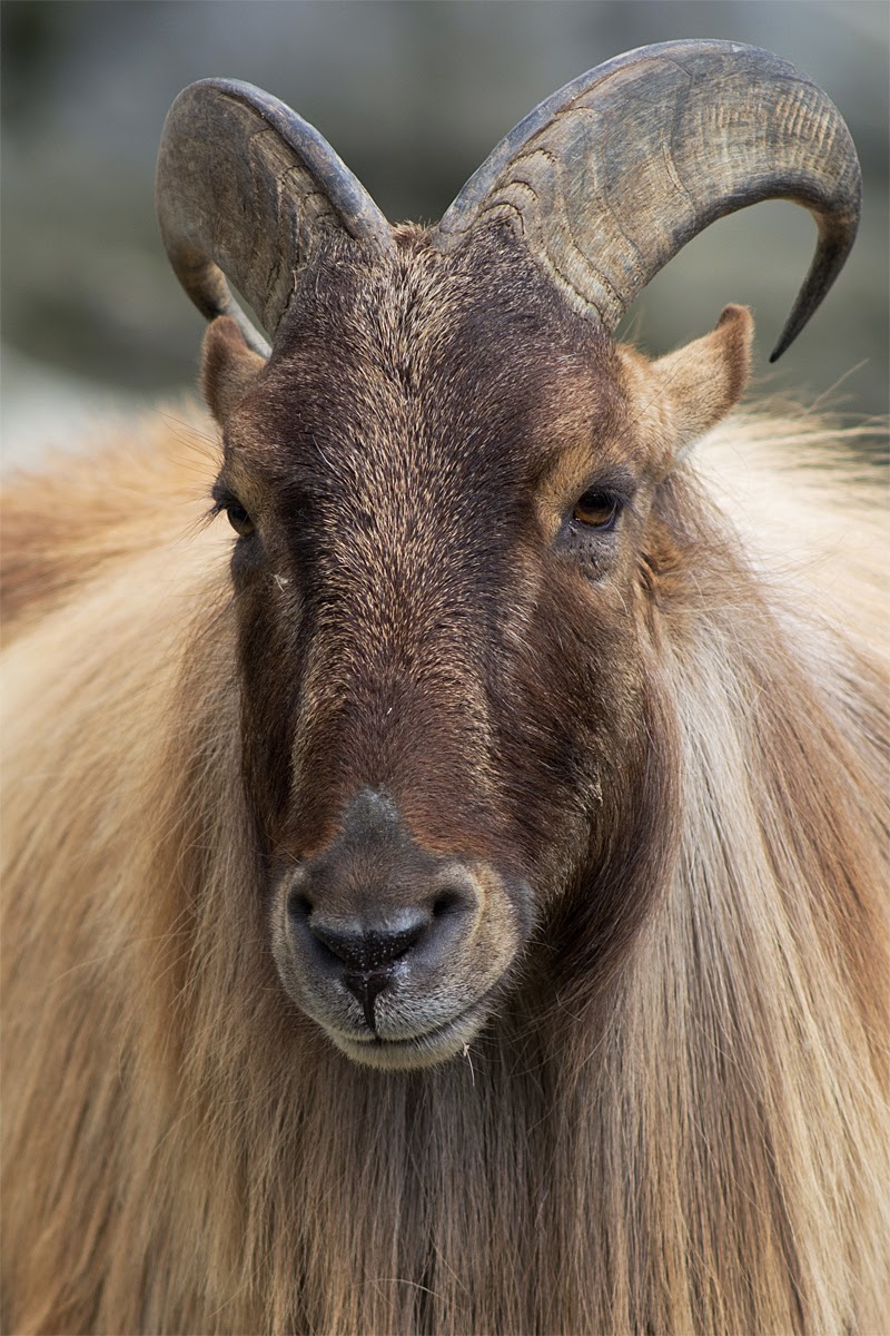 TAHR photos - wallpapers | the fun bank