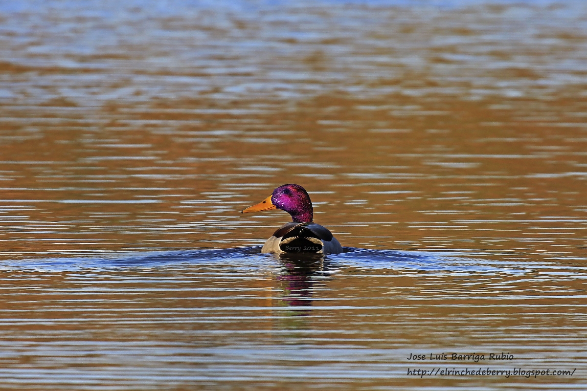 El Rinche de Berry : Anade rojo. Anas platyrhynchos red.