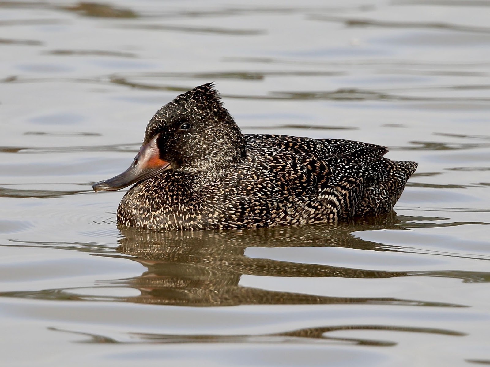 Avithera: Freckled Duck Lake Guyatt, Sale