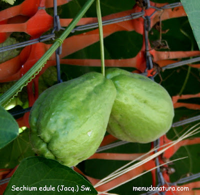 Menuda Natura: Sechium edule (Jacq.) Sw.